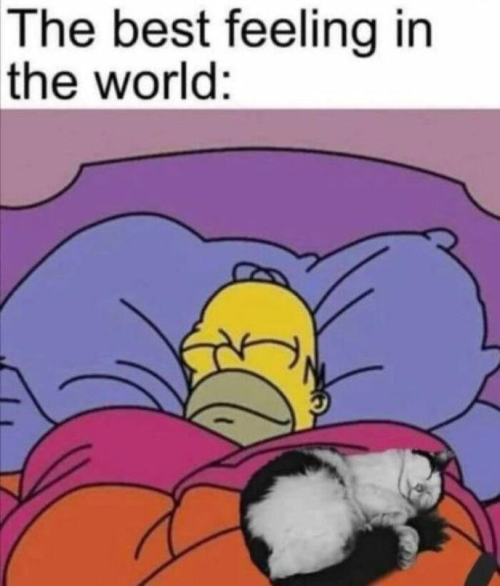 This Facebook group shares top-quality cat memes, and here are the 46 ...