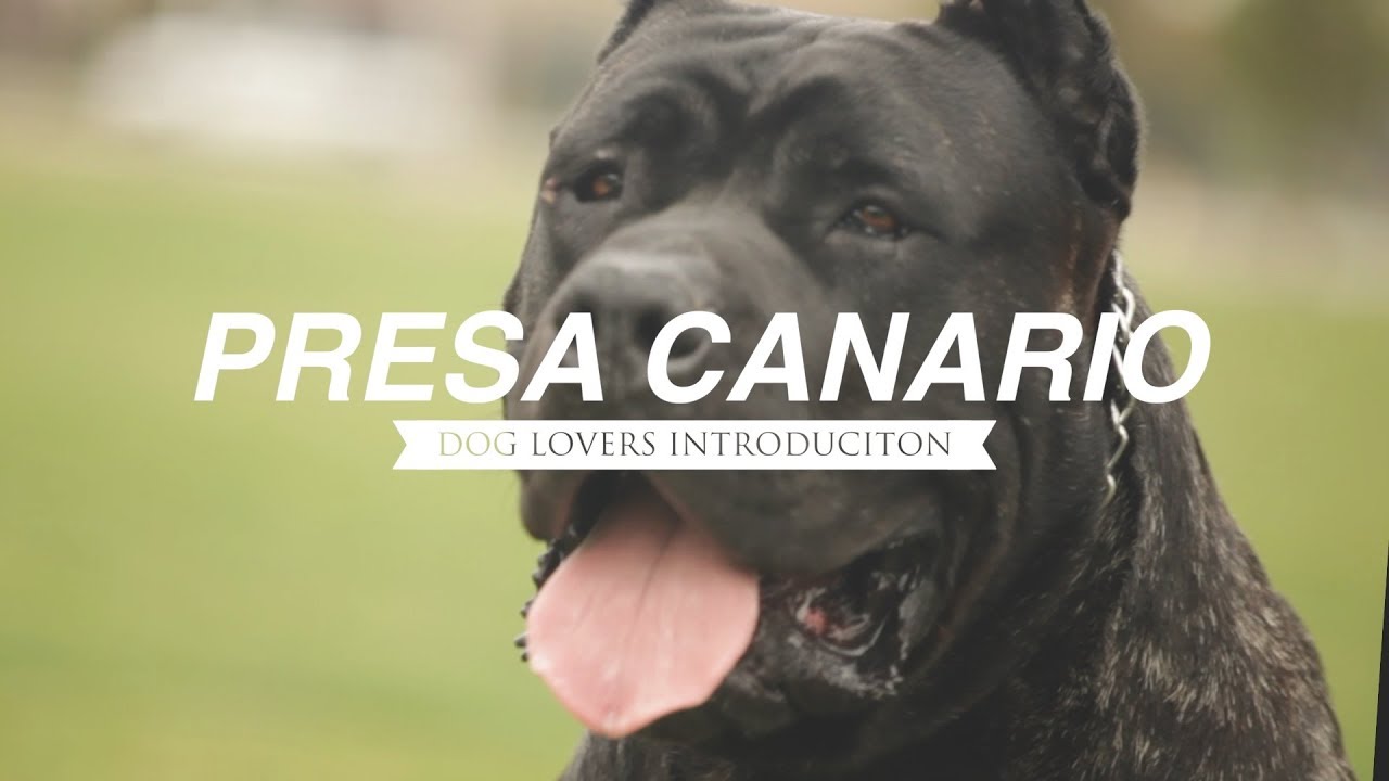 Presa Canario: A dog lover's introduction