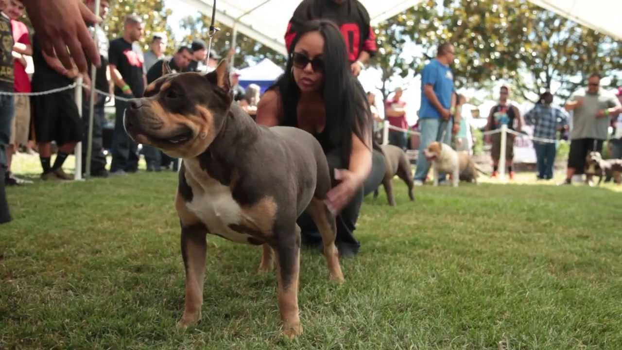 American bully show - bully stack off
