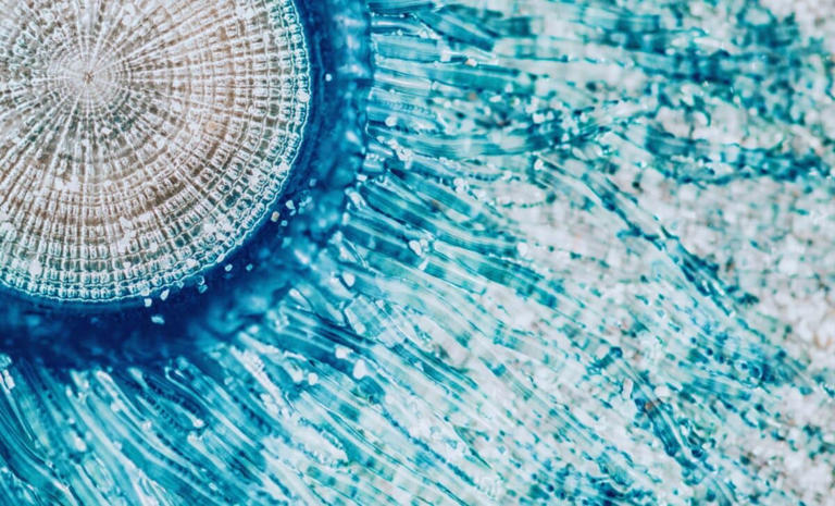 Meet the sea’s most mysterious creature, it looks like Sauron, but ...