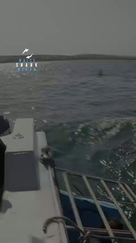 Big Great White Lunges Out Of The Water