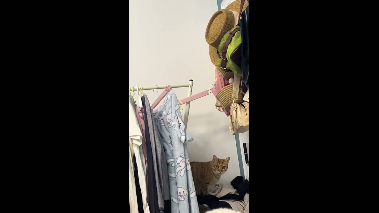 Cat struggles to climb clothes rack before giving up in Shanghai, China