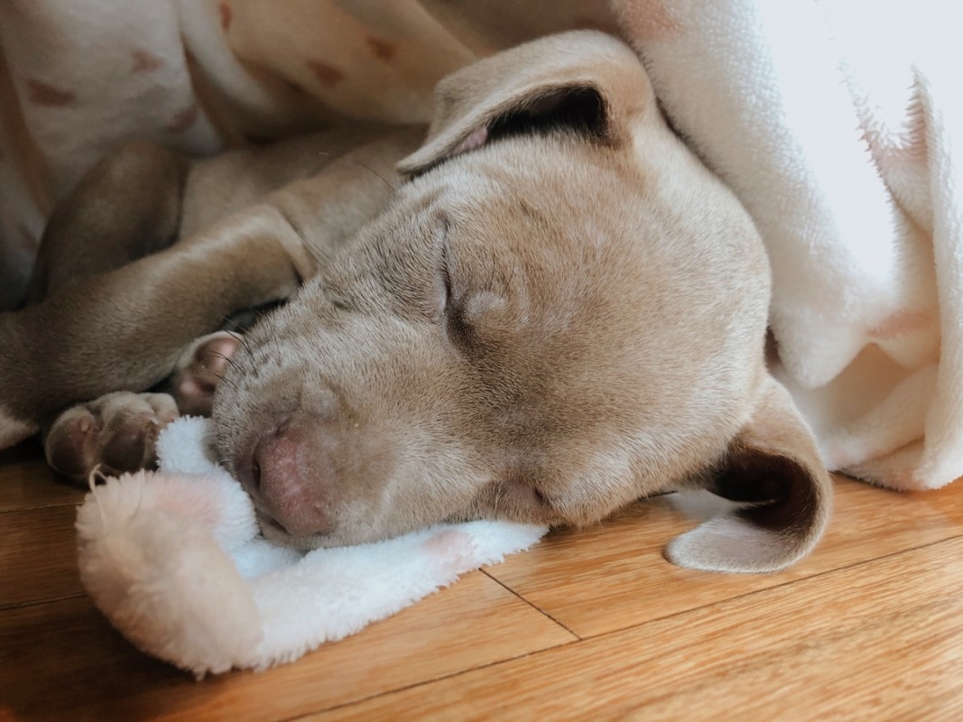Pit bull foster puppy legit looks like a pig in a blanket and it's too ...