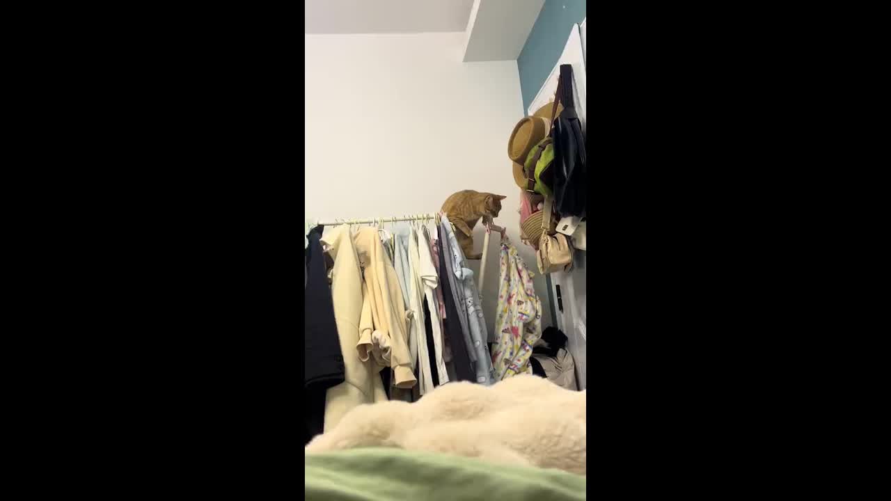Cat struggles to climb clothes rack before giving up in Shanghai, China