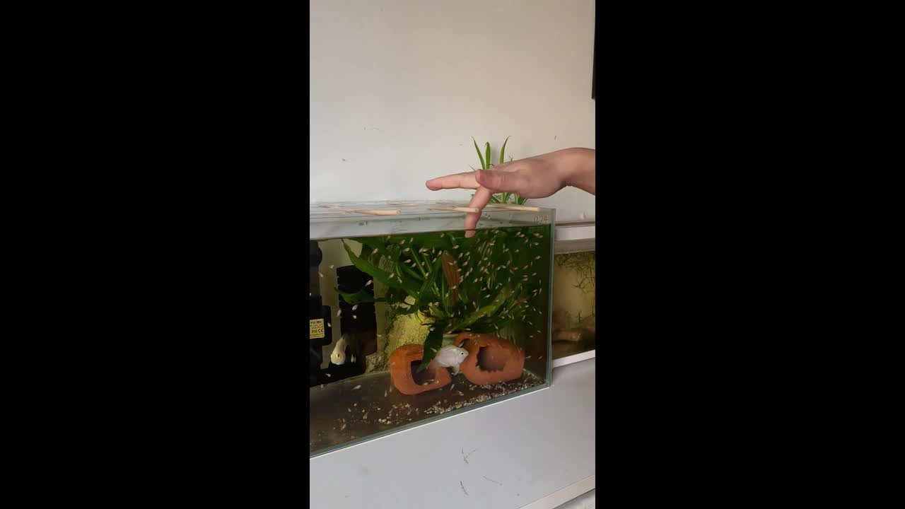 Fish repeatedly bumps aquarium glass at cat’s face in Shaanxi, China