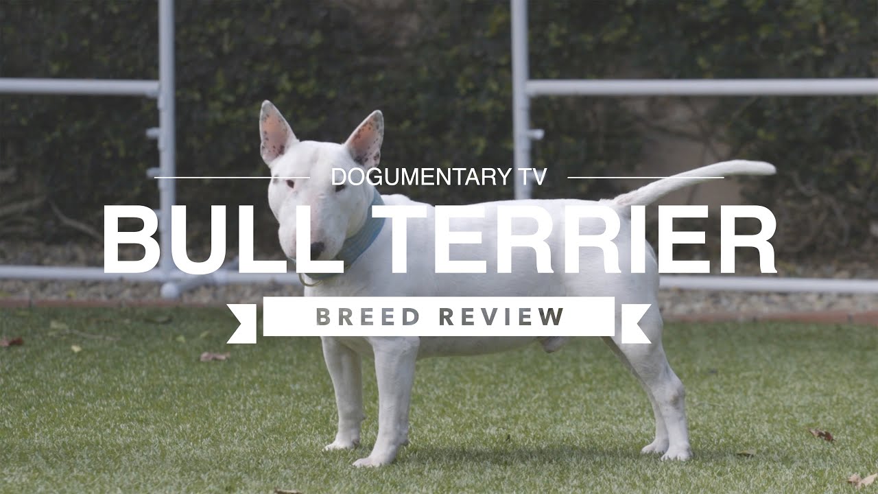 Bull terrier breed review