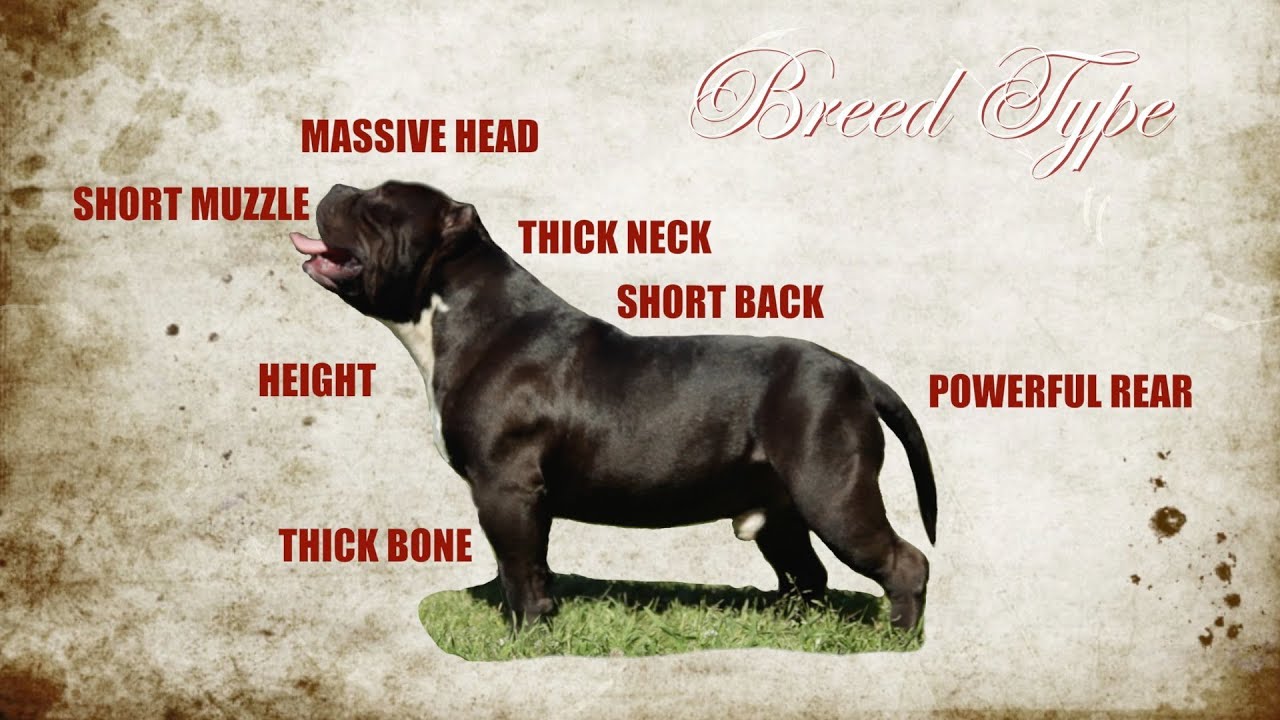 The American Bully breed type