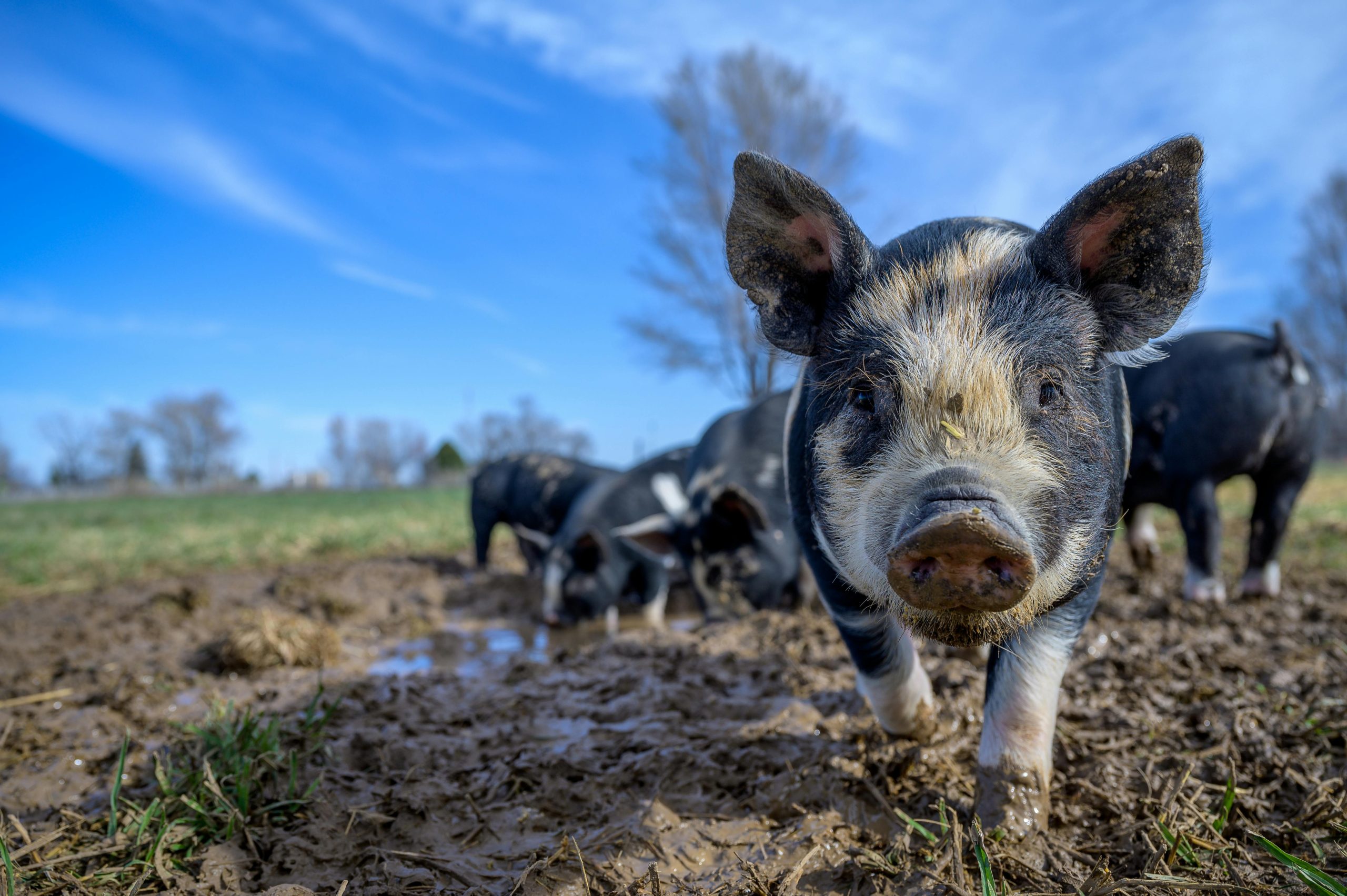 Wildlife officials warn feral hogs are spreading fast, 10 states seeing ...