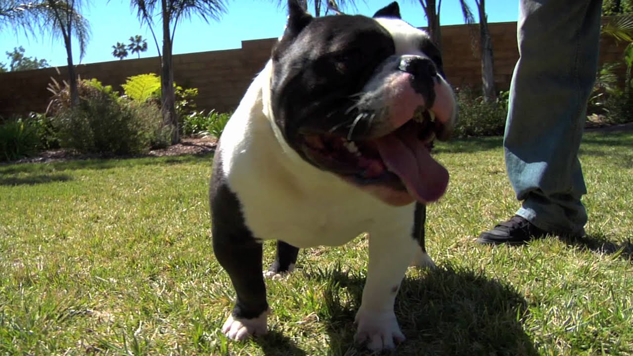 Exotic bully - Bullseye