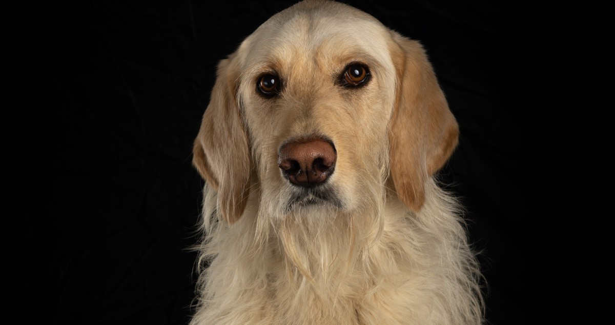 Golden retriever has heartbreaking reaction after mom moves her ...
