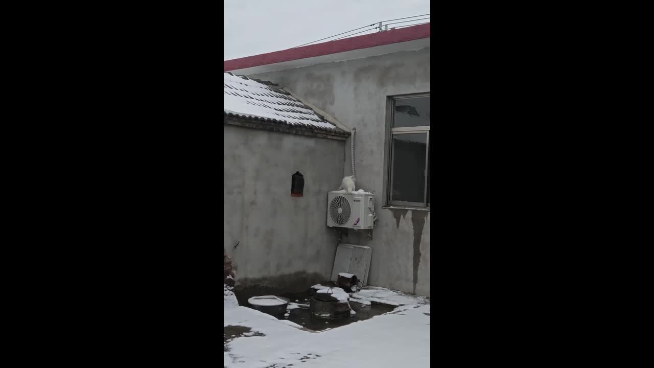 Cat repeatedly fails to jump onto rooftop from AC unit in Jiangsu, China