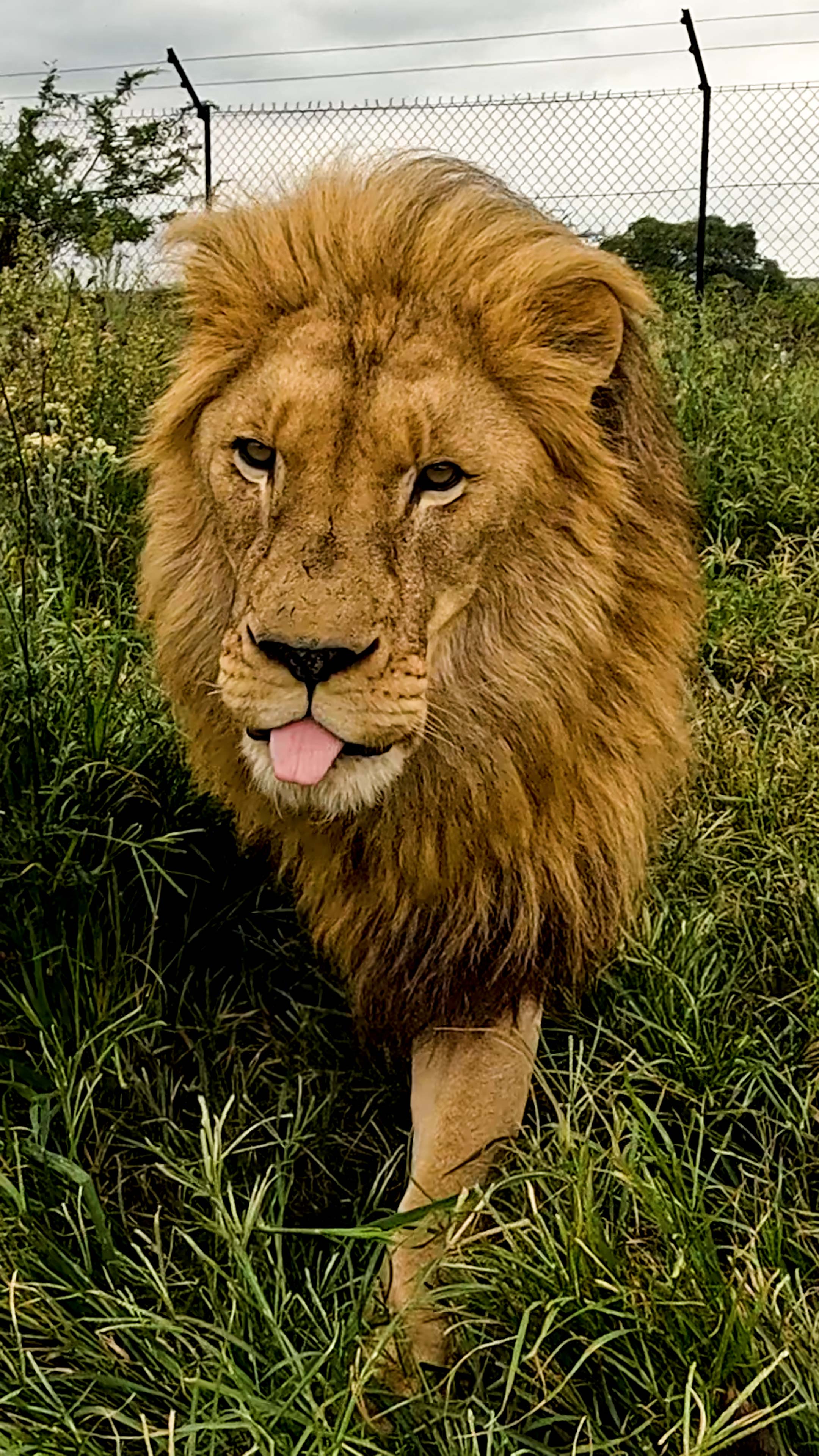 Lion wants a belly rub