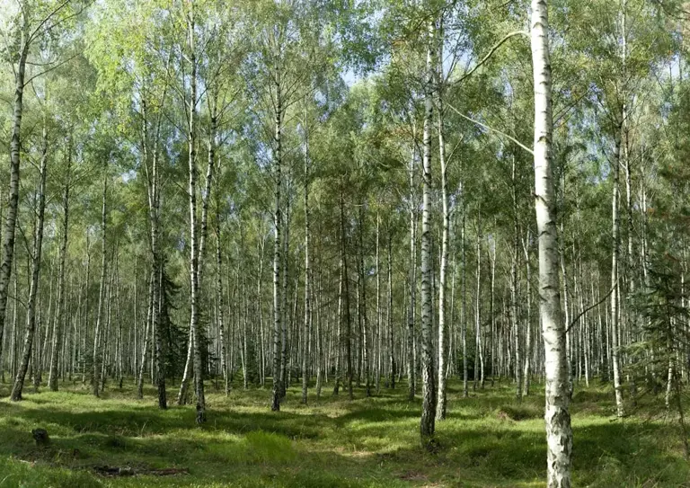 This forest management practice reduced wildfire damage by 60%, records ...