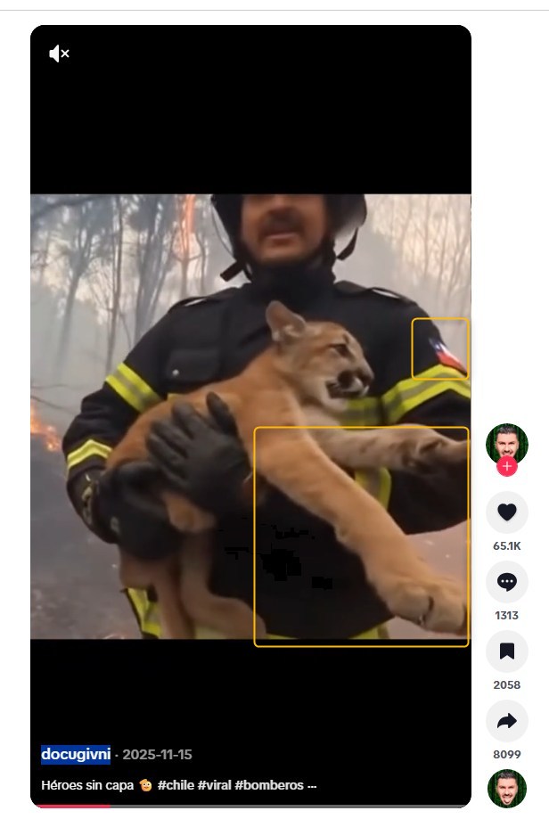El video de un bombero chileno rescatando a un puma de un incendio ...
