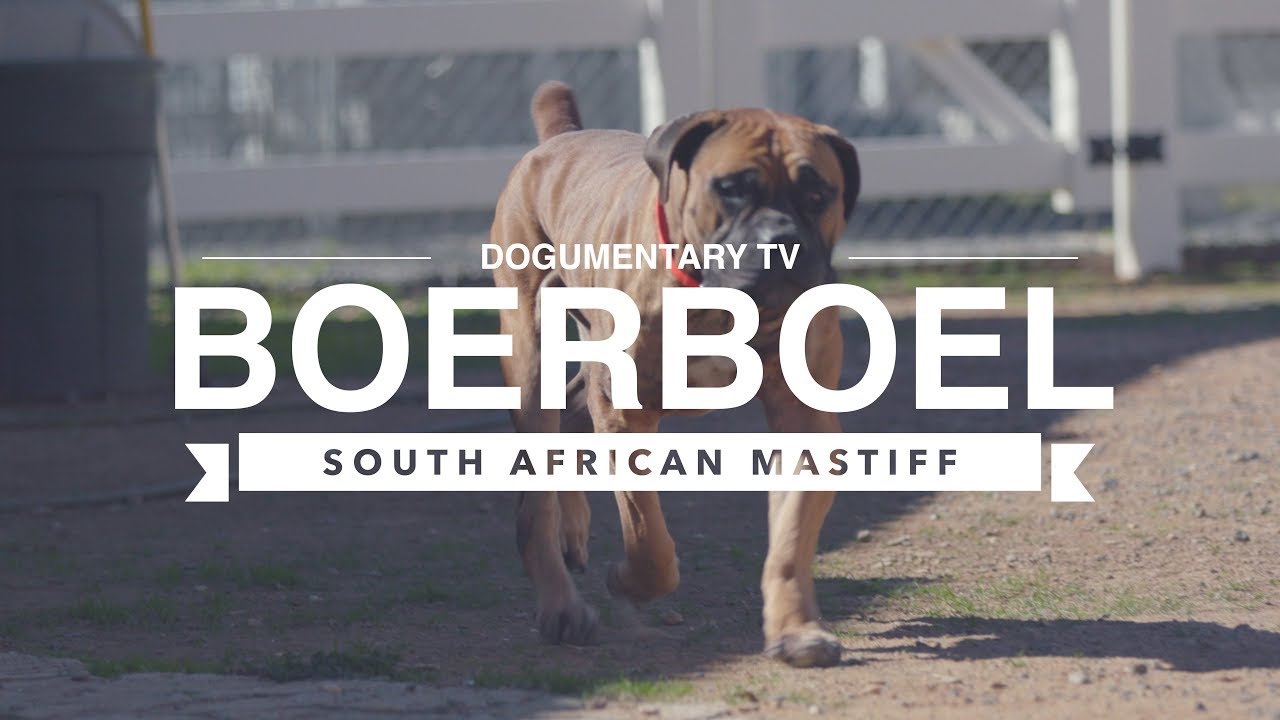 All about Boerboel: The South African mastiff (AKC)