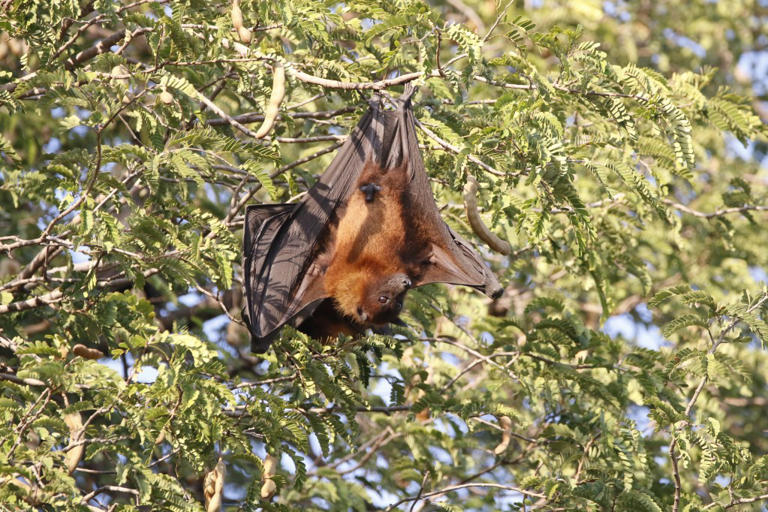 India battles deadly Nipah virus outbreak: what to know