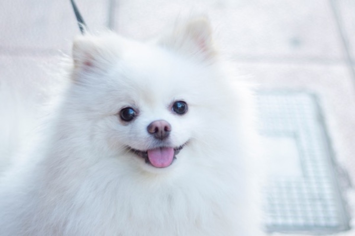 Chihuahua's heartfelt stare makes dog mom cancel plans in adorable TikTok