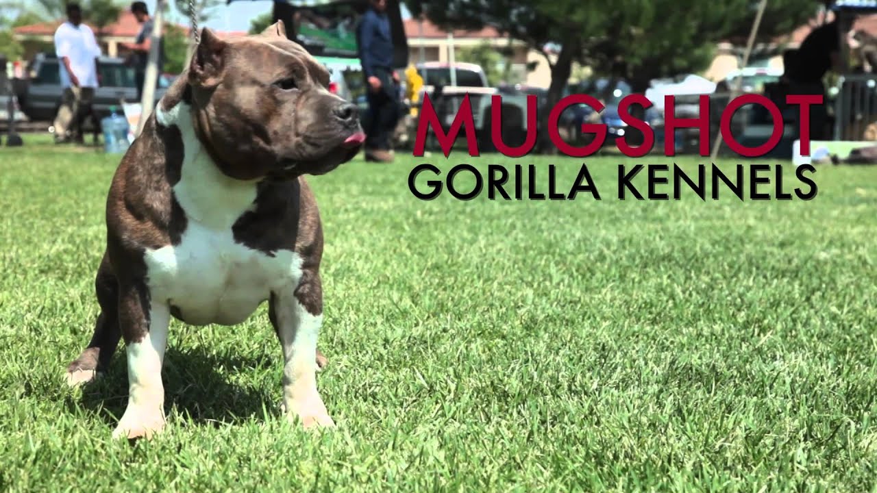 American Bully Show - Cinco de Mayo 2013
