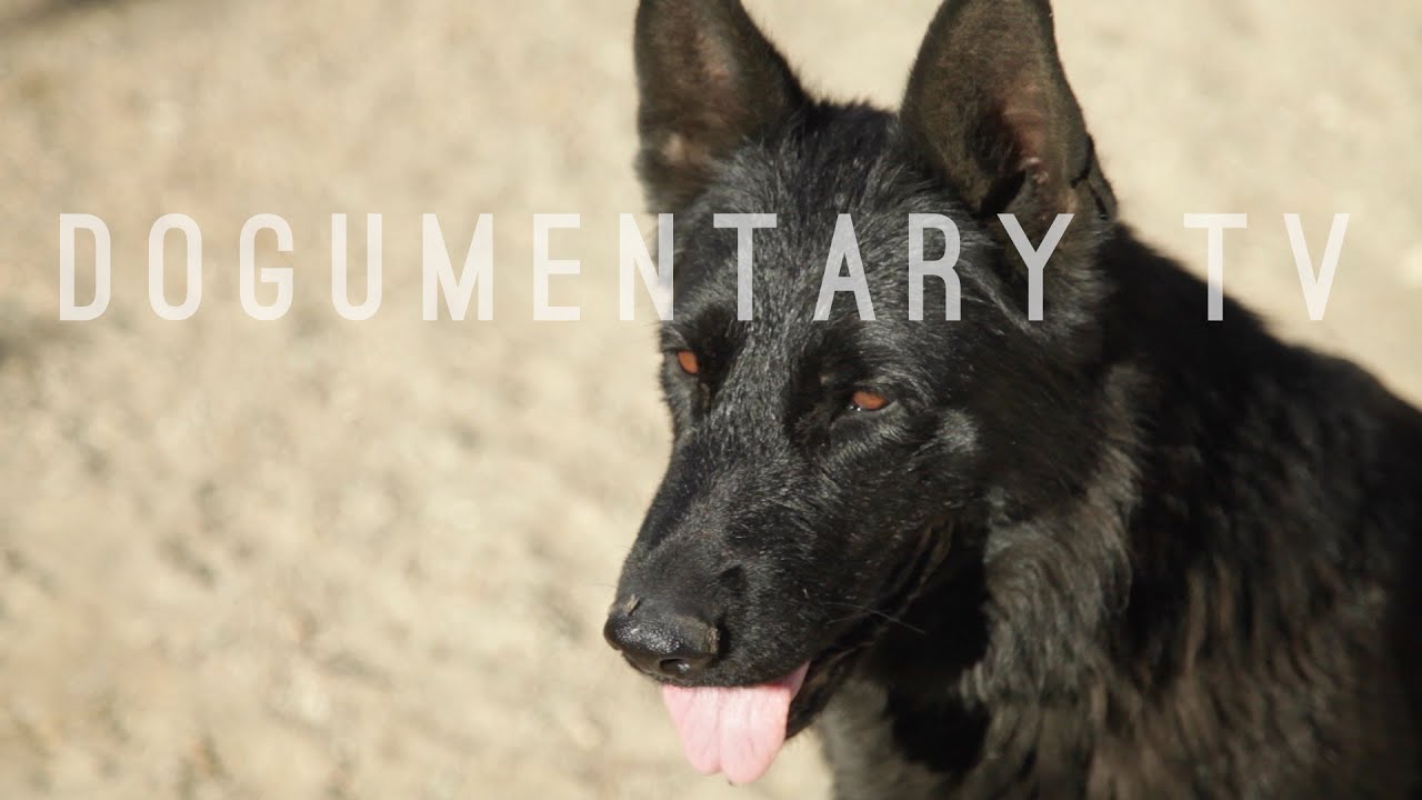 War Cry German Shepherd dogs from IPO ring to bright lights of Hollywood