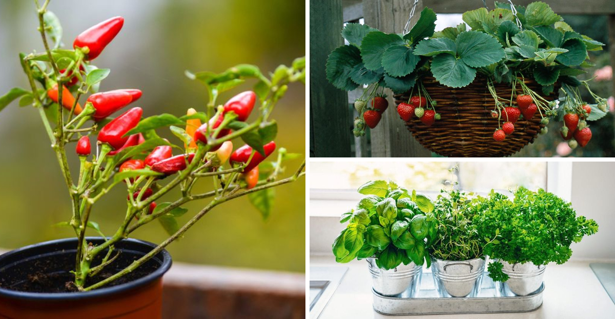 Fruit And Vegetable That Grow Well In Pots