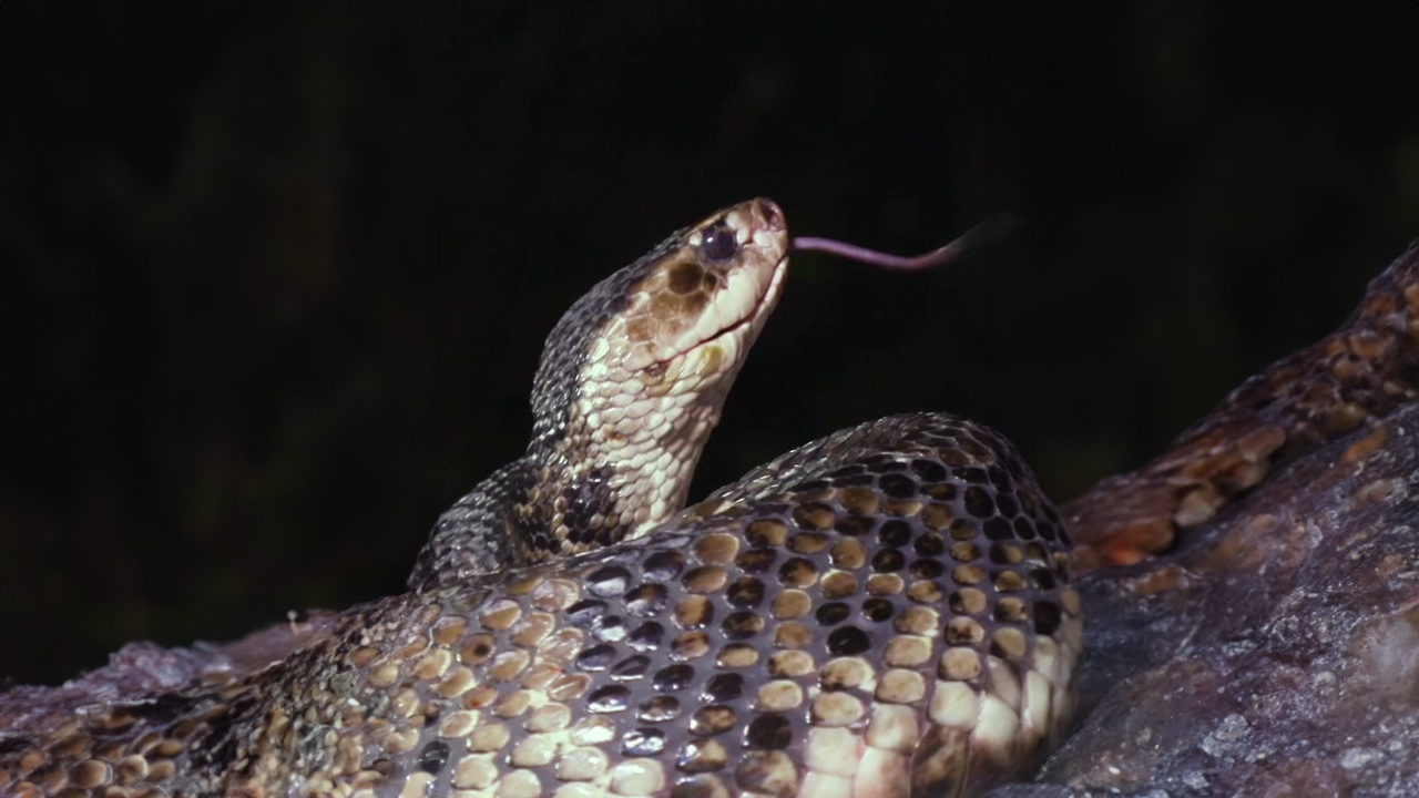 Aggressive snake strikes at camera and tongs