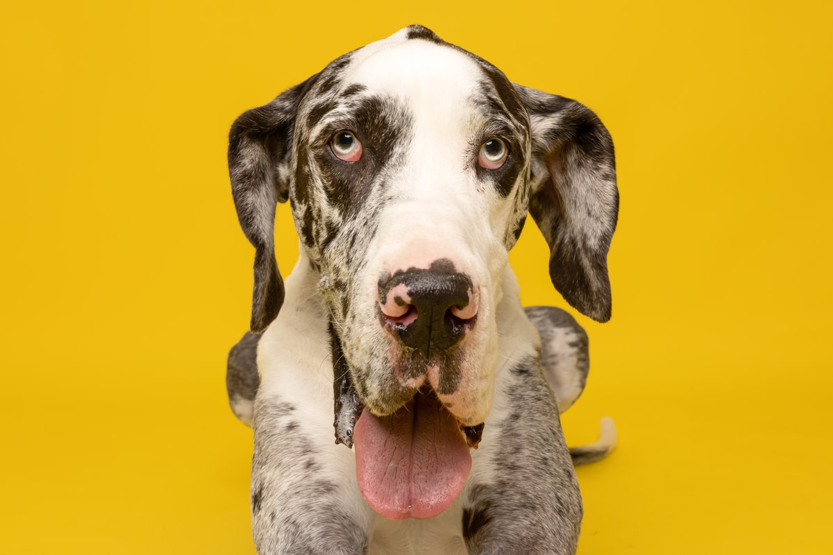 Great Dane just named 'tallest living female dog' is bigger than a ...
