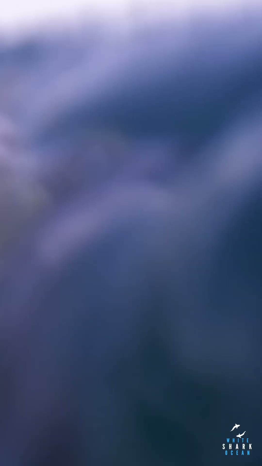 Great white shark lunges before gliding just below the surface