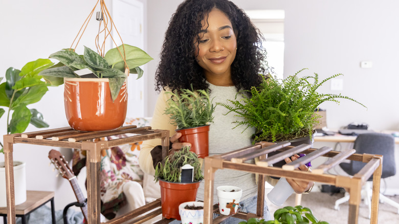 This indoor plant thrives without direct sunlight and has heart-shaped ...