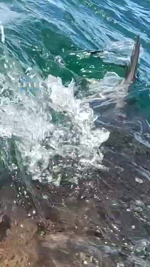 Great white shark has pigmentation patch on the dorsal fin #greatwhite