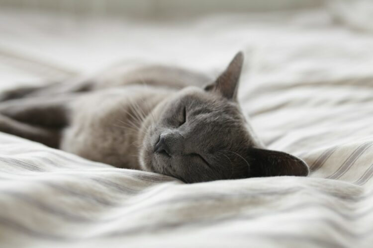15 things you should always do as a cat owner
