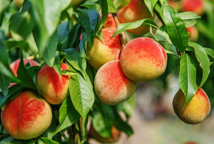 Top 15 fastest-growing fruit trees