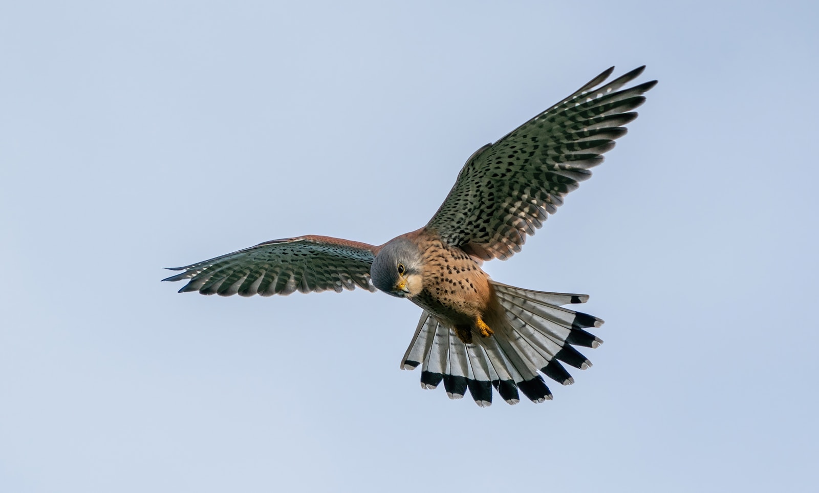 Stunning close-up captures a kestrel hovering perfectly mid-air