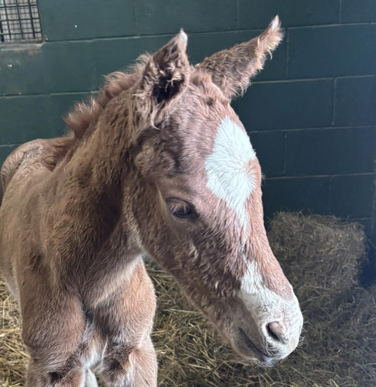 'Thrilled to bits': First three foals arrive for Breeders' Cup Mile ...