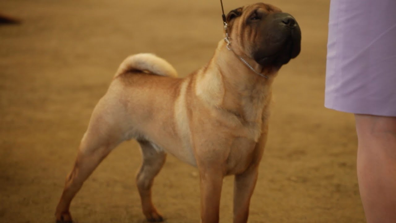 Bone mouth vs. meaty mouth Shar Pei