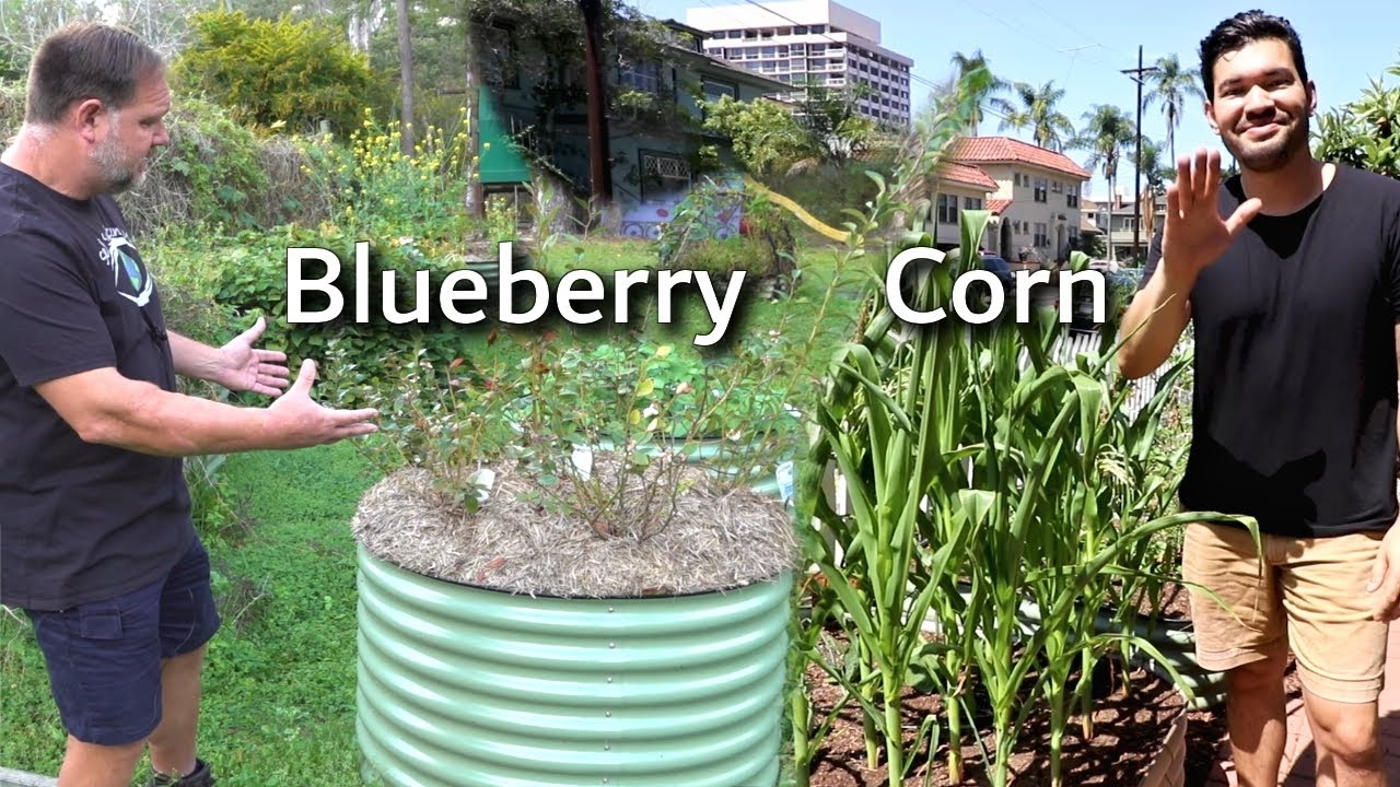 6 food growing examples in Birdies beds with Epic Gardening