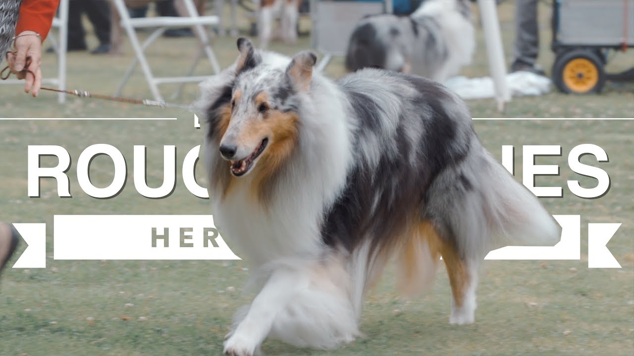 The supermodel herding dogs: Rough collies