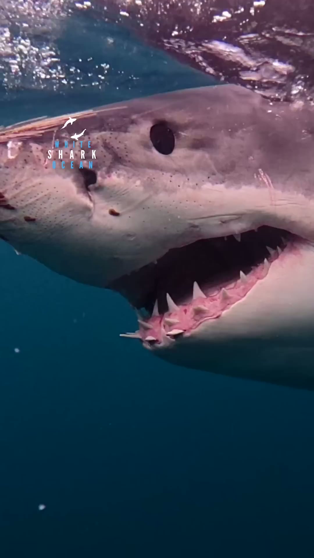 Big male great white takes a lunge at the bait