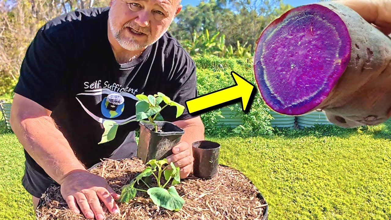 Planting RARE Sweet Potato, Pruning Super Dwarf Bananas & Homemade ...