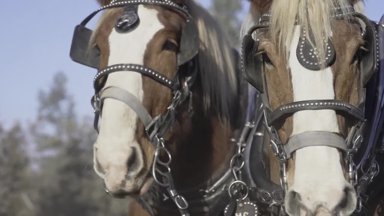 MT AG: Live Oak Belgians