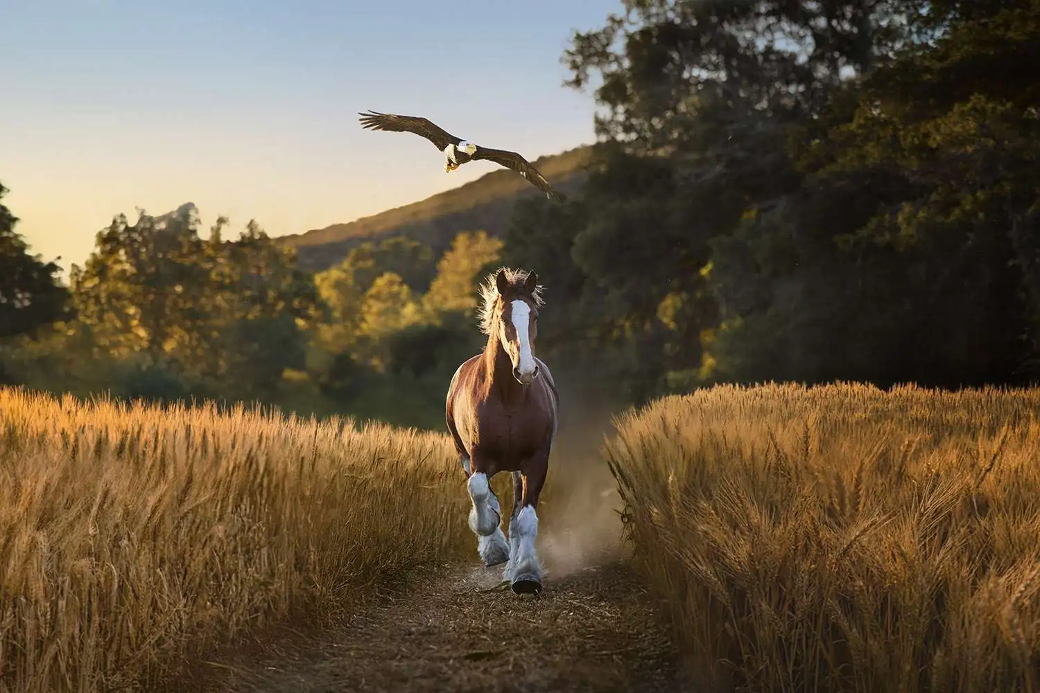 Bald eagle and Clydesdale horse share epic friendship in Budweiser’s ...