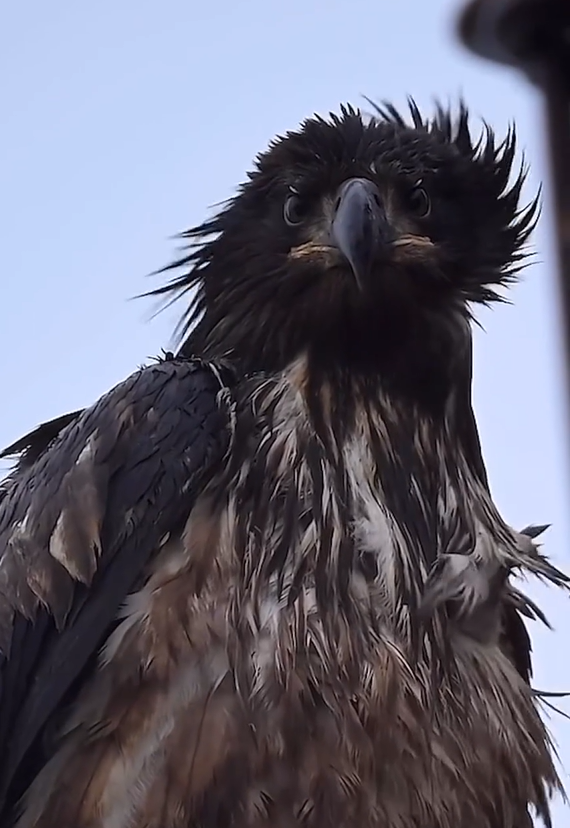 Sitting upon the perch of power – bald eagle