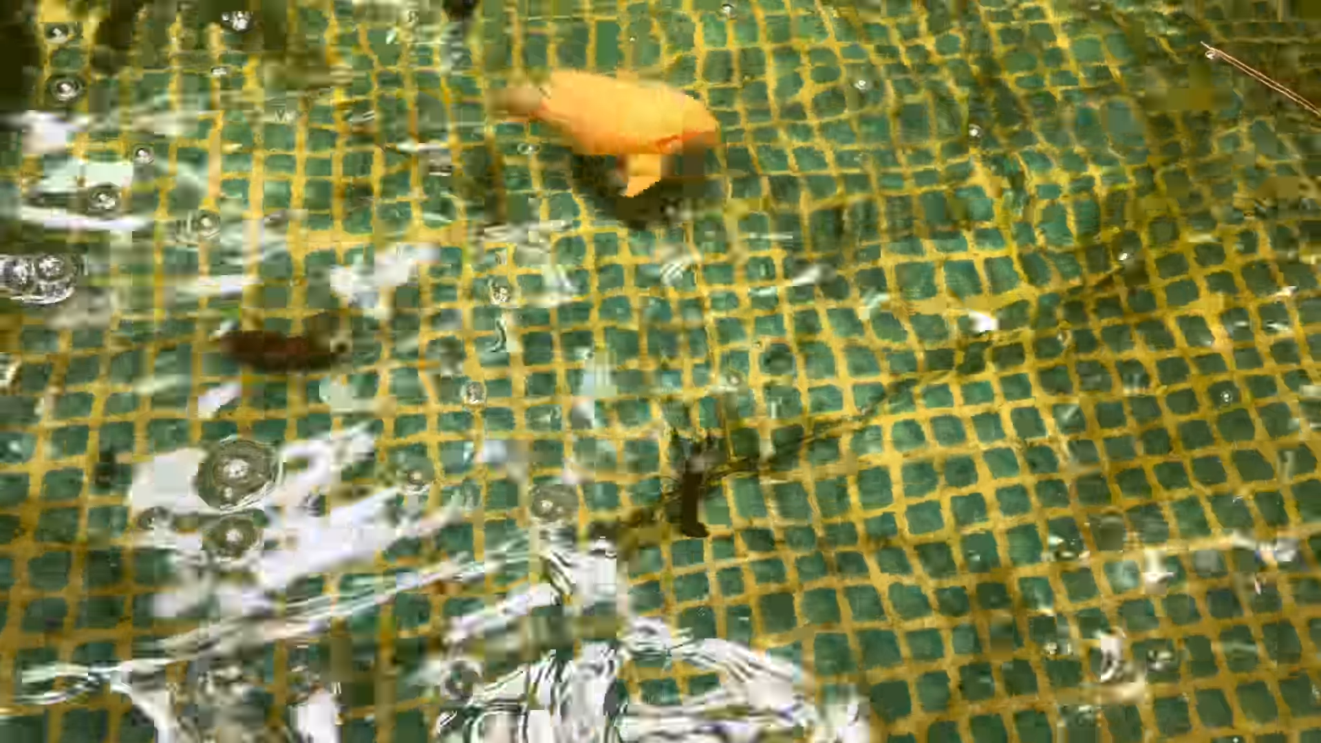 The pond upgrade that started with a net