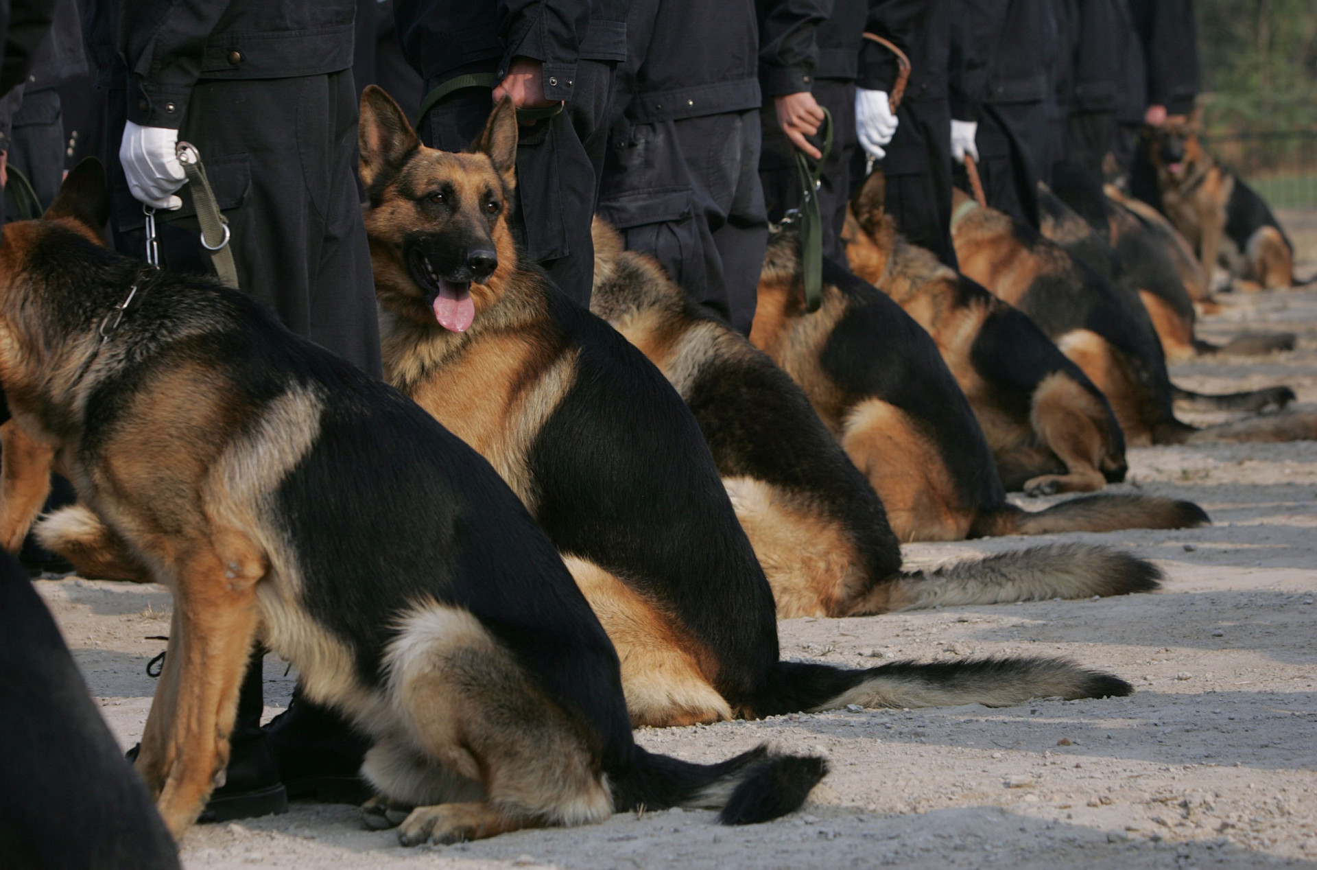 Descubre las razas de perro más fáciles de adiestrar