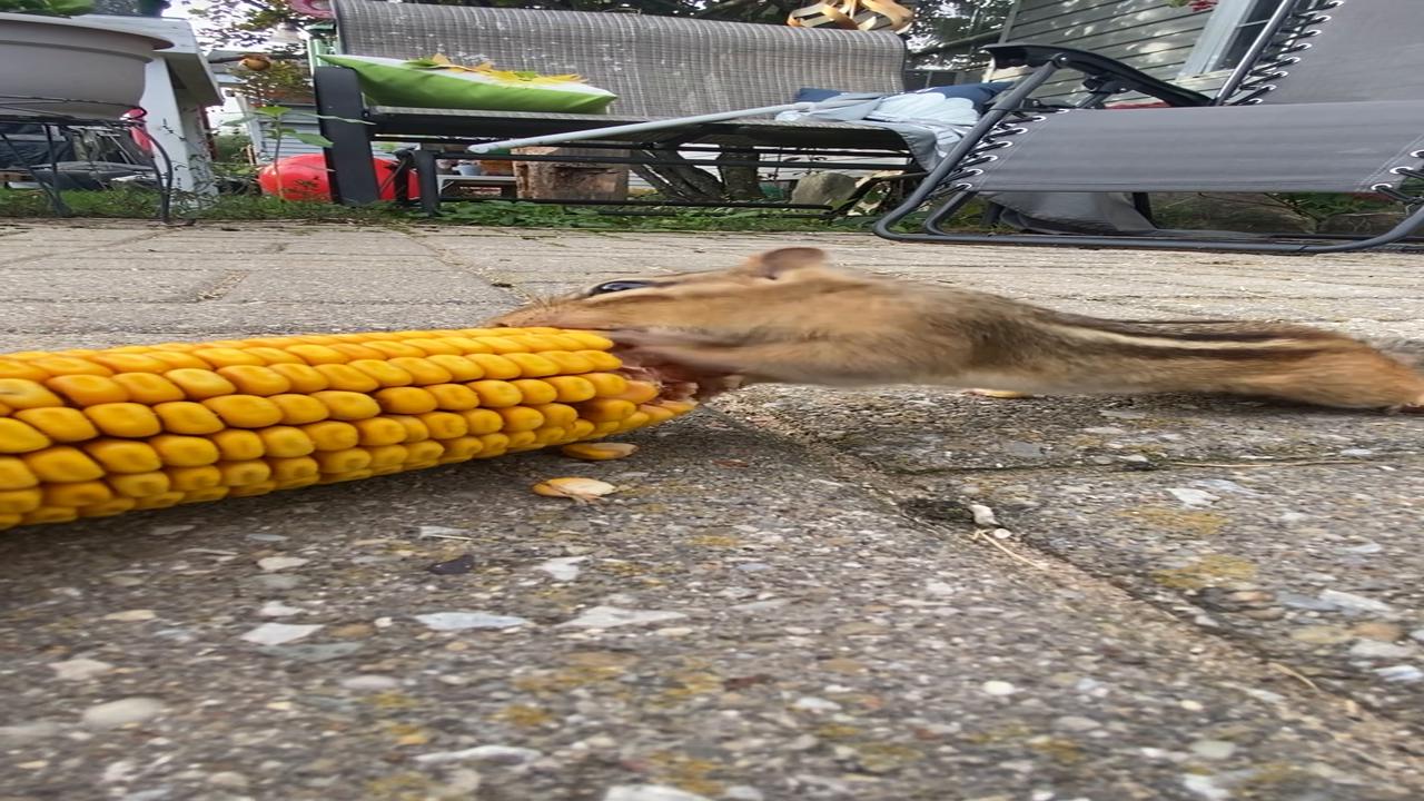 Chipmunk loves corn on the cob