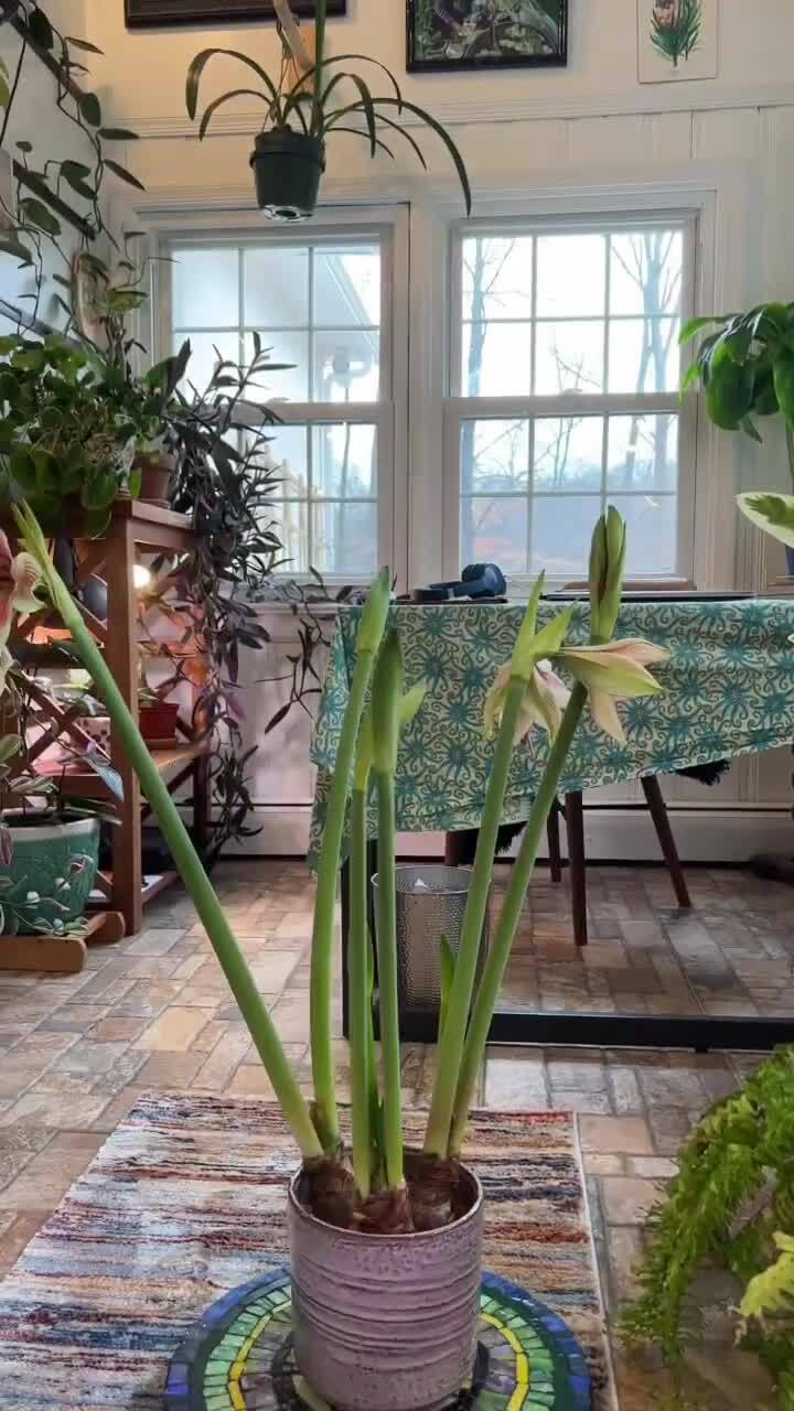 Obsessed with that color #amaryllis #plantas #shorts