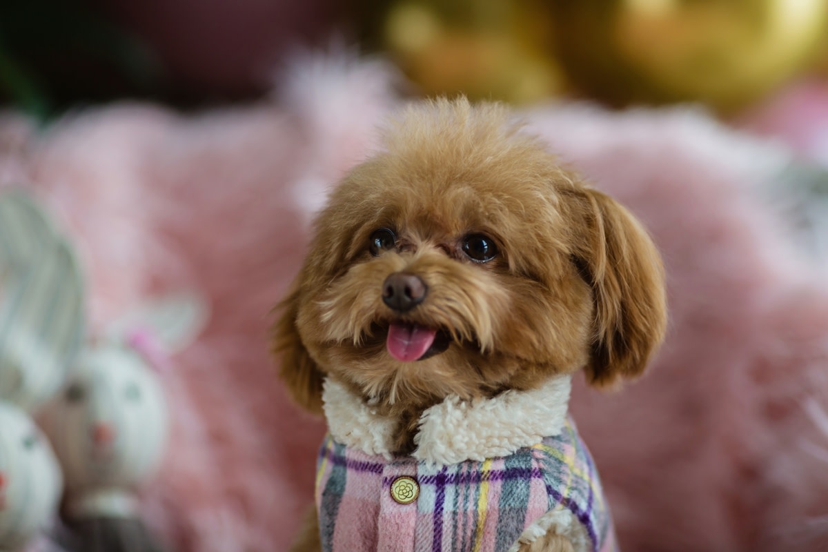 Teacup poodle in pink sweater secures perimeter with stellar guarding ...