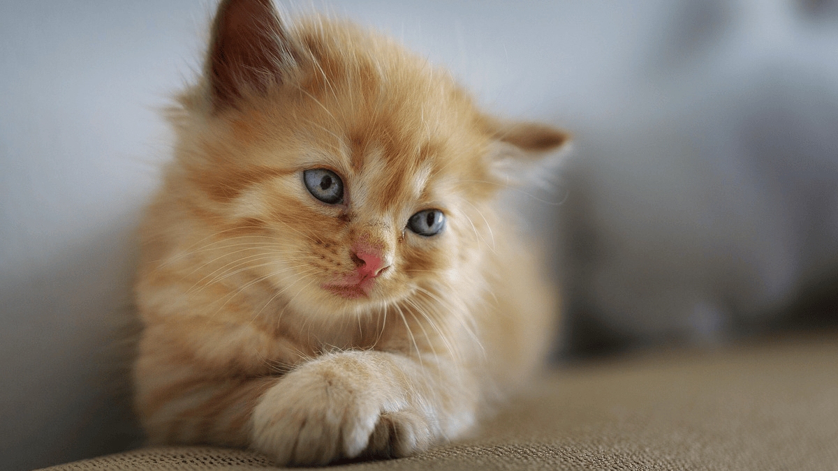 This is how cats will learn the house rules without training