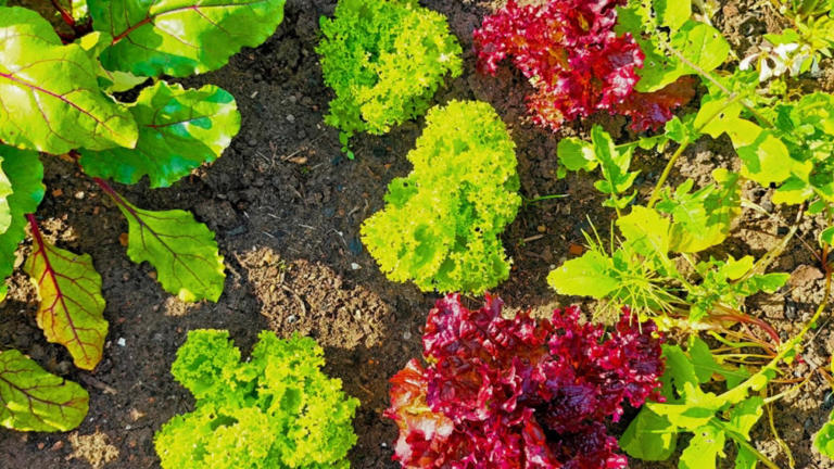 Crop rotation made simple: The four-year plan