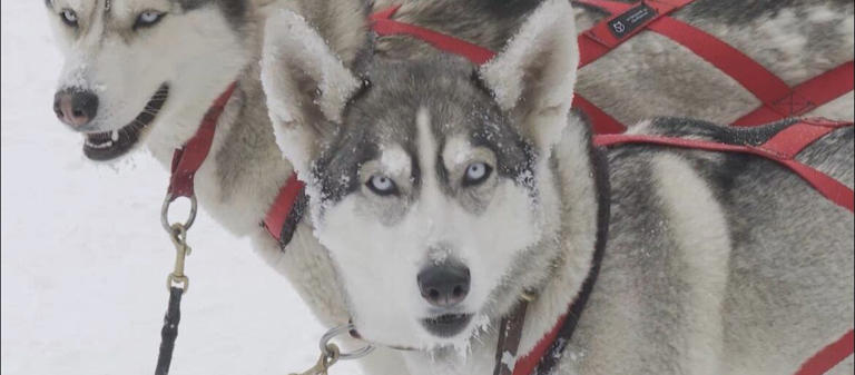 Dog racers compete in 2026 Grand Mesa Summit Challenge for chance to ...