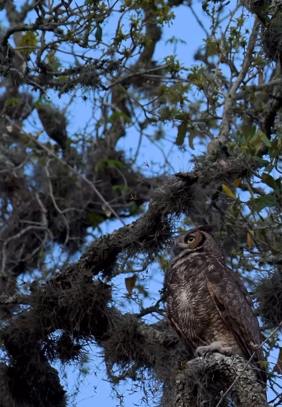 Taking flight in the waning light – majestic owl in action